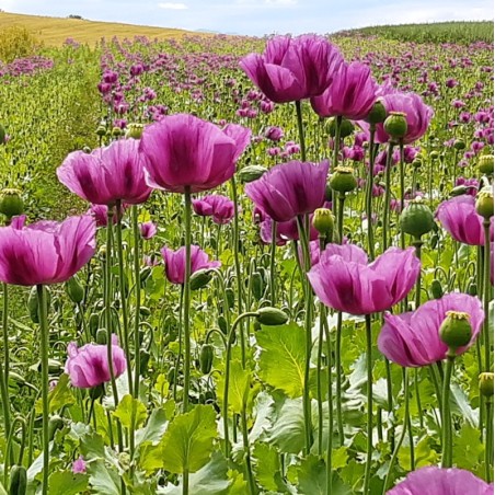 Bio Blauer Mohn Samen - 300 g - brutalselection.ch - JMBS Sàrl